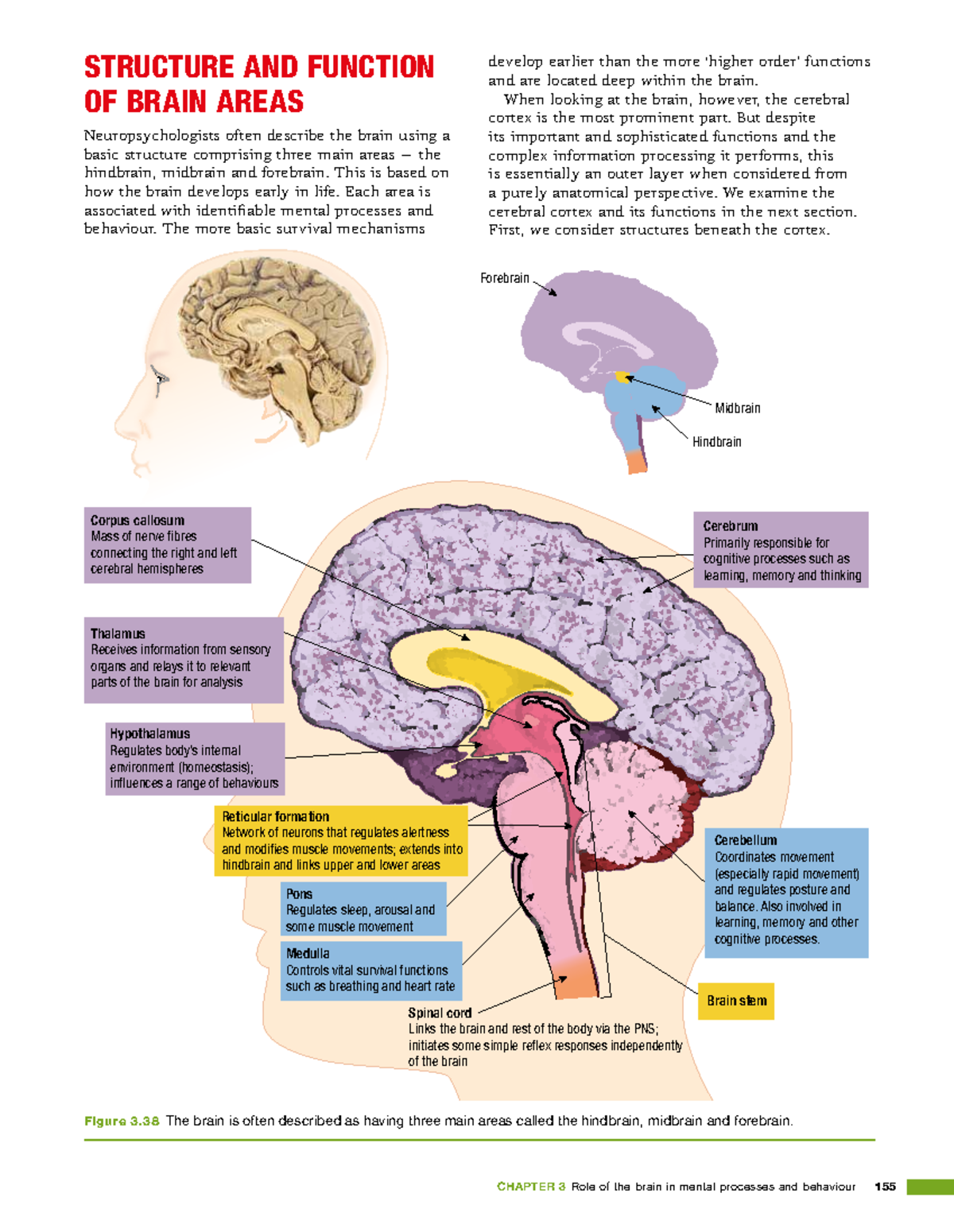 Psych VCE U1&2 8E c03 - Lecture notes 2 - CHAPTER 3 Role of the brain ...