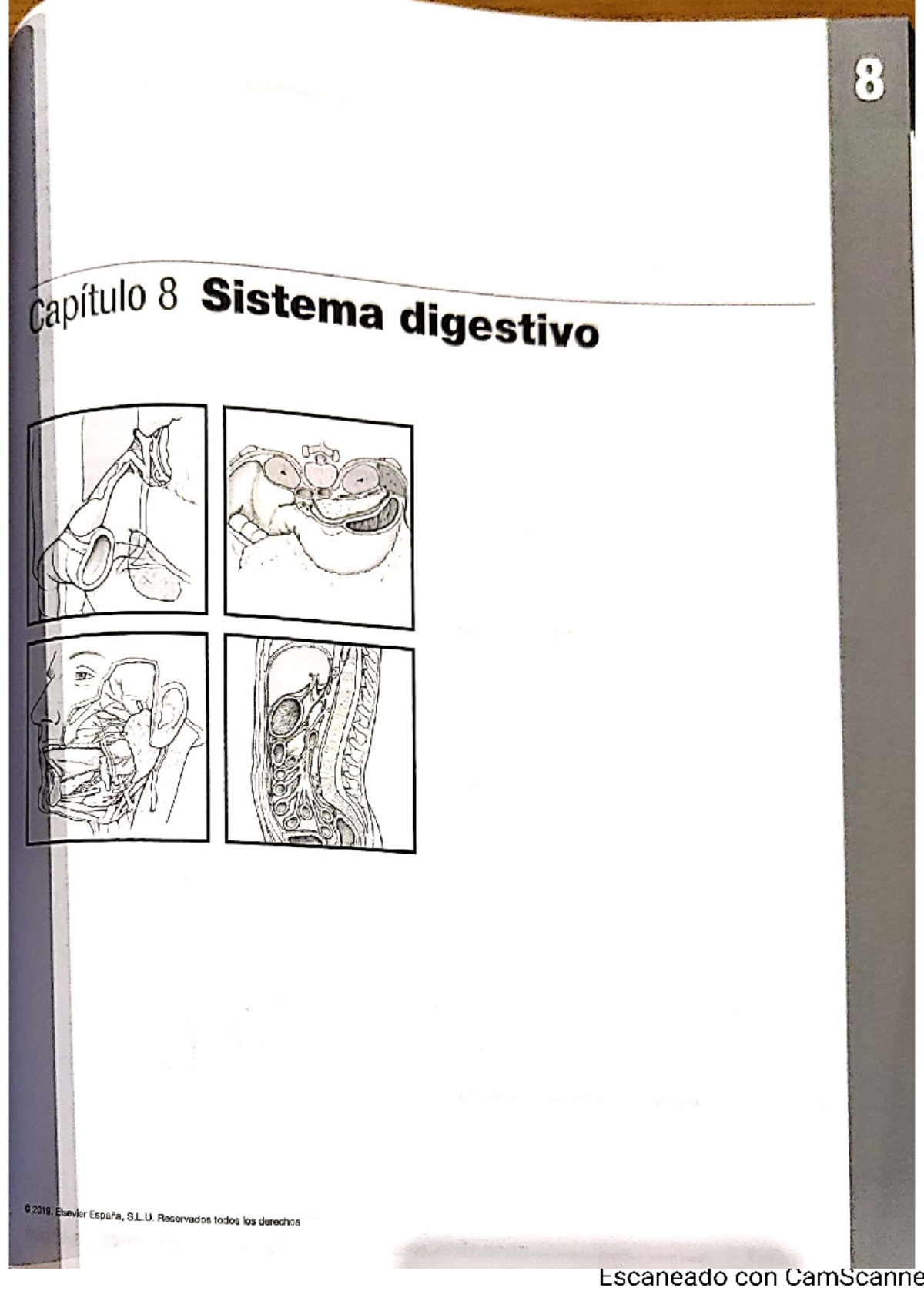 Laminas Digestivo - Anatomia y Fisiología Humanas - Studocu