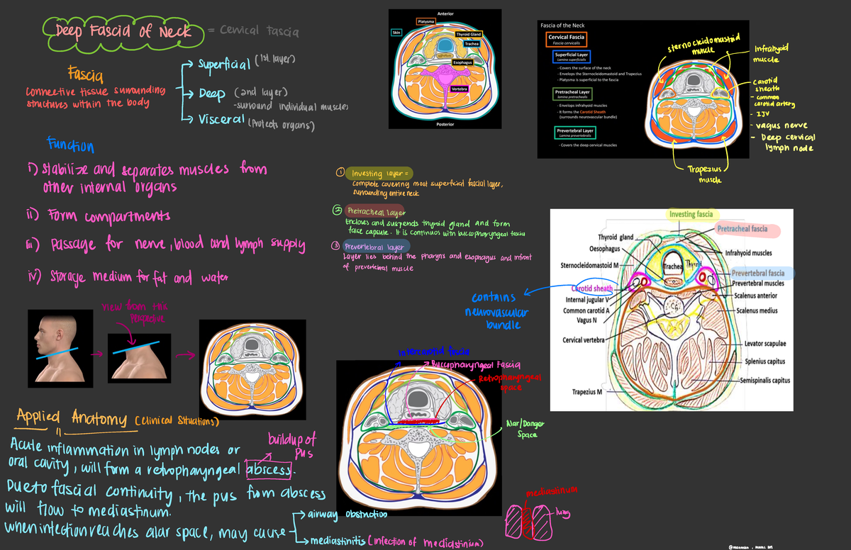 Deep Fascia Of Neck - BDS Year 1 Lecture Note - Ex Fascia of Neck ...