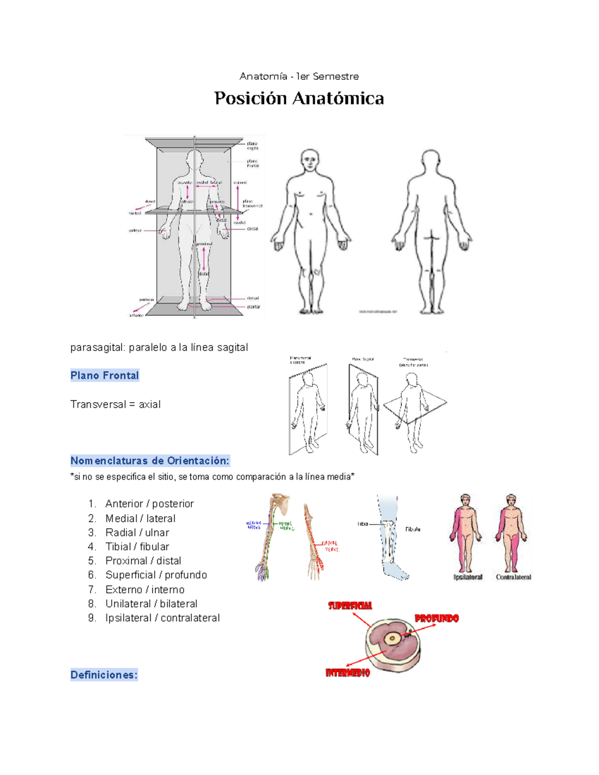 Posición Anatómica + Tejidos + Neuronas - Anatomía - 1er Semestre ...