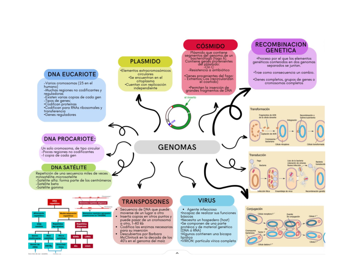 Mapa genomas - Mapa para ayudar al estudio de genética molecular ...