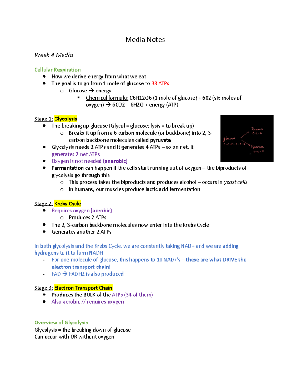 Media Notes - Media Notes Week 4 Media Cellular Respira琀椀on How we ...