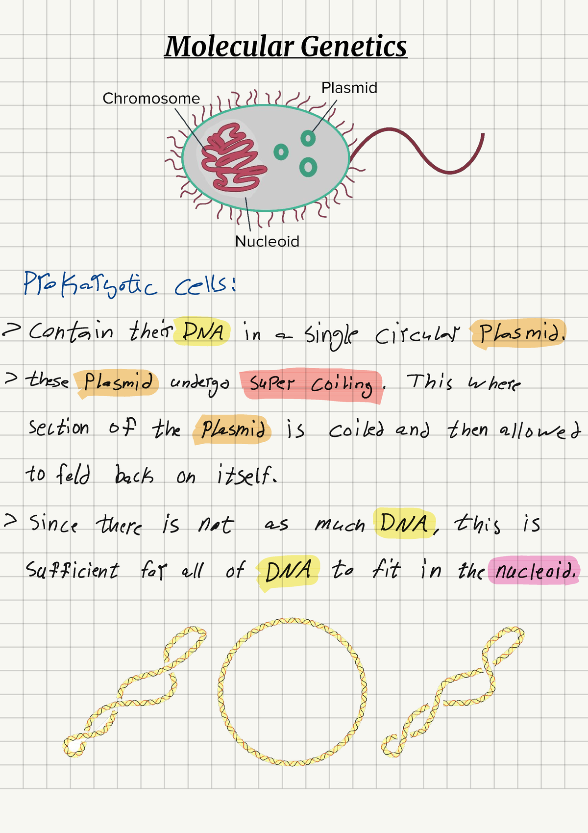 DNA - Biol102 - Molecular Genetics - Studocu