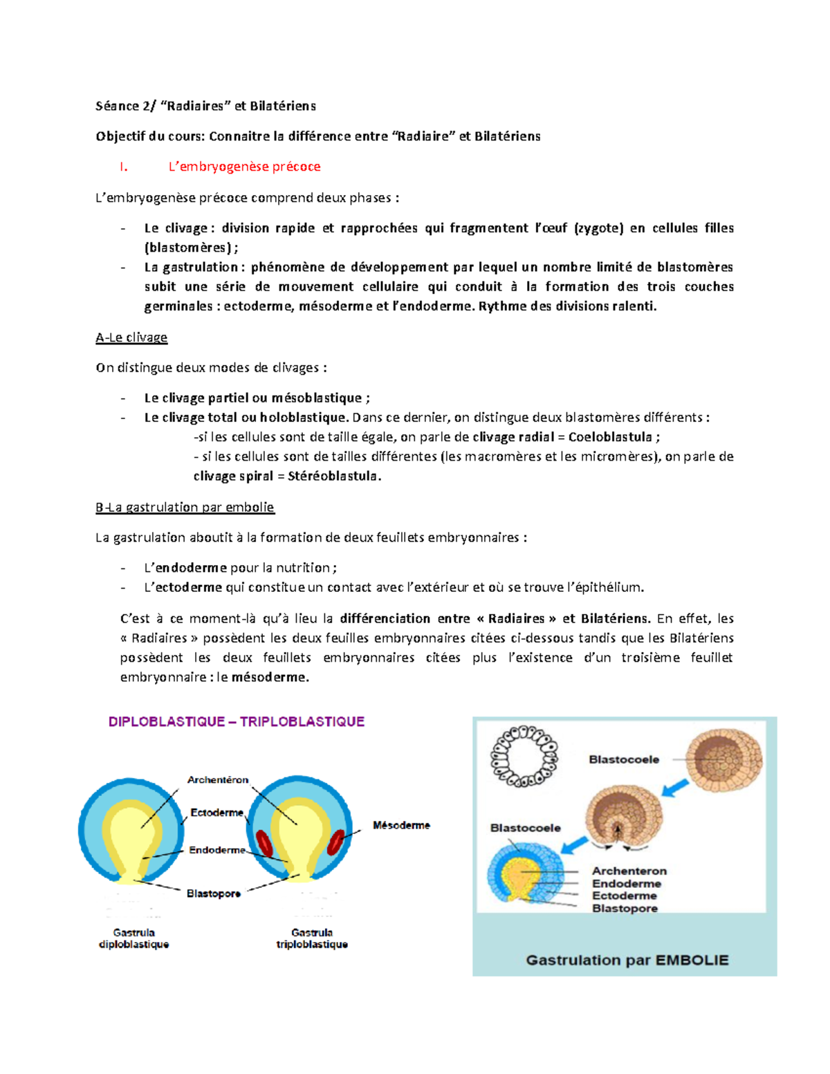 Séance 2 Radiaires et Bilatériens - Séance 2/ “Radiaires” et ...