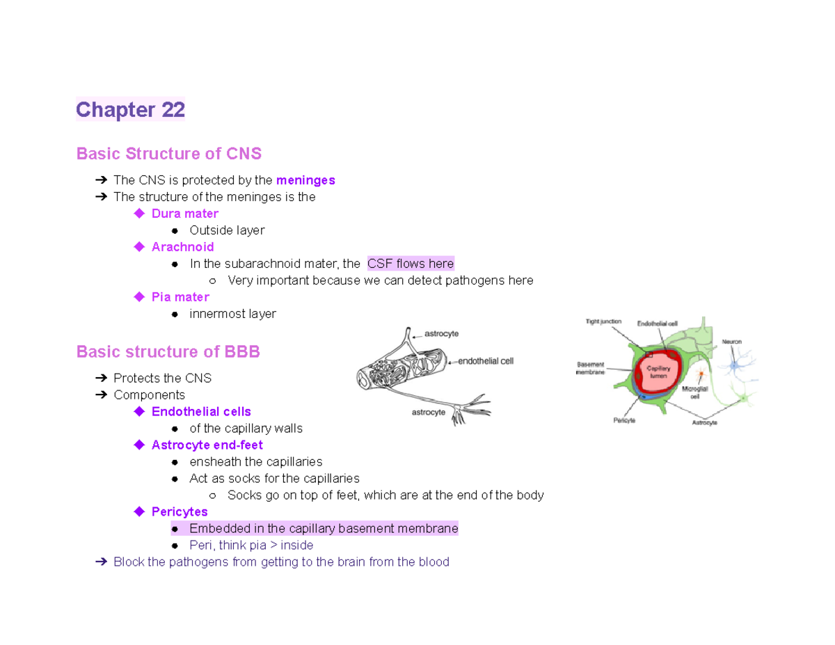 Microbiology Study Guide - Chapter 22 Basic Structure of CNS The CNS is ...