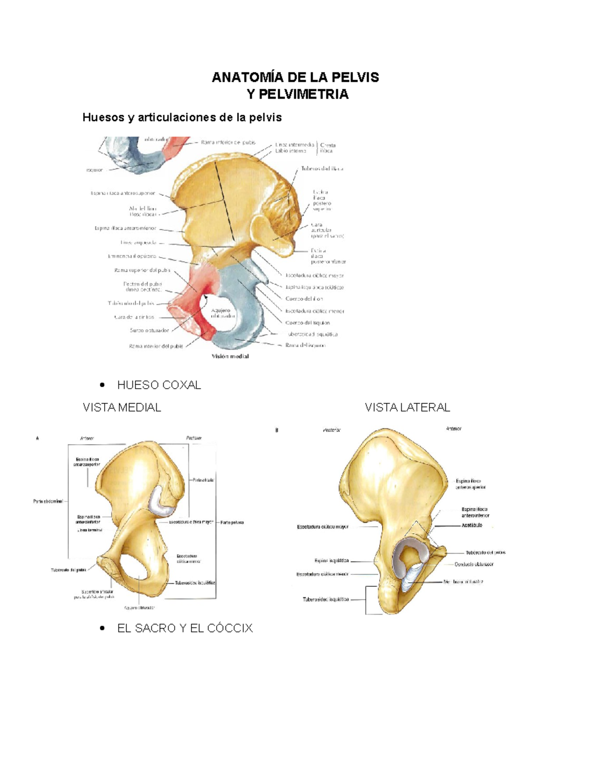 403417006 Anatomia DE LA Pelvis docx - ANATOMÍA DE LA PELVIS Y ...