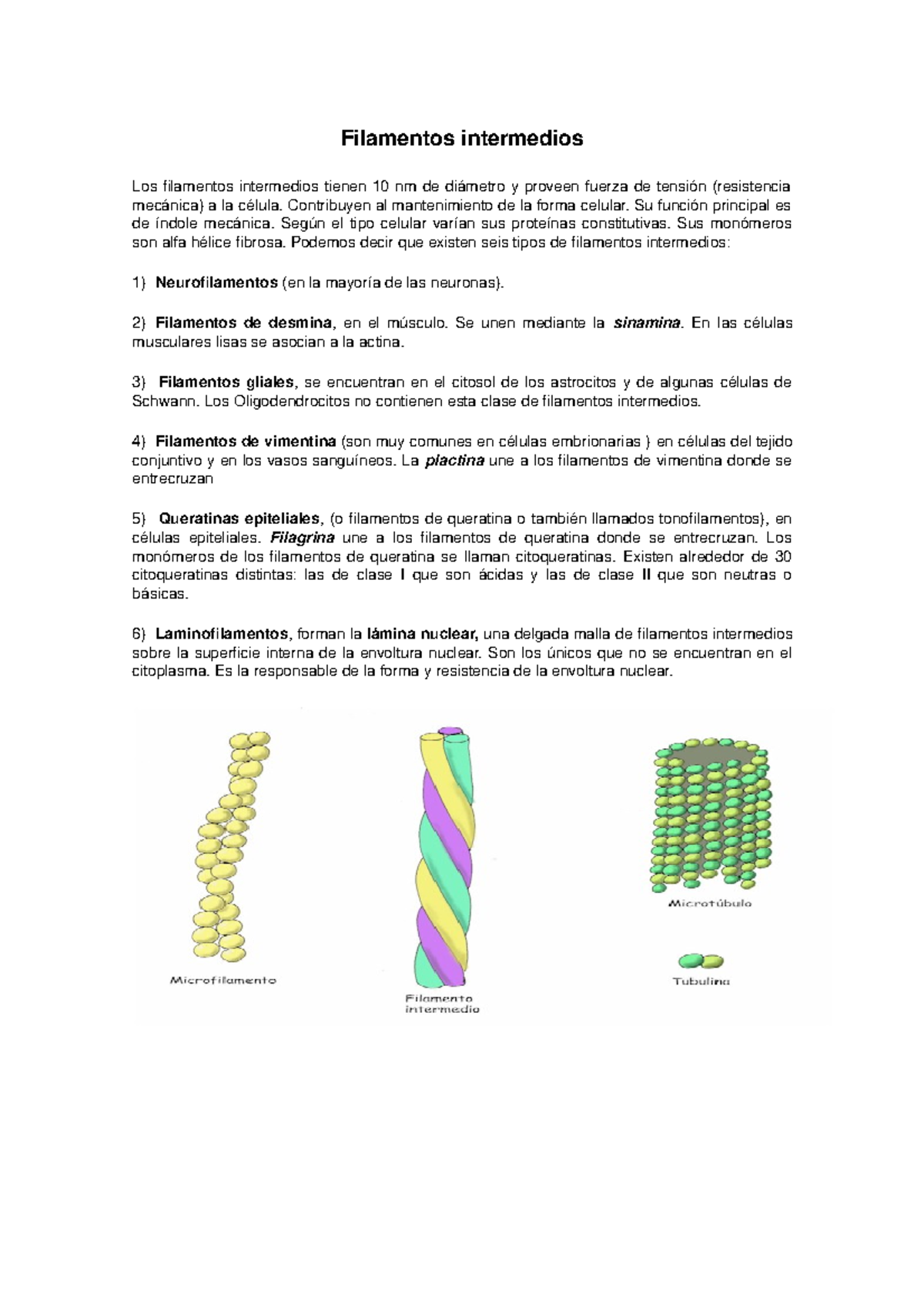 Filamentos intermedios - Contribuyen al mantenimiento de la forma ...