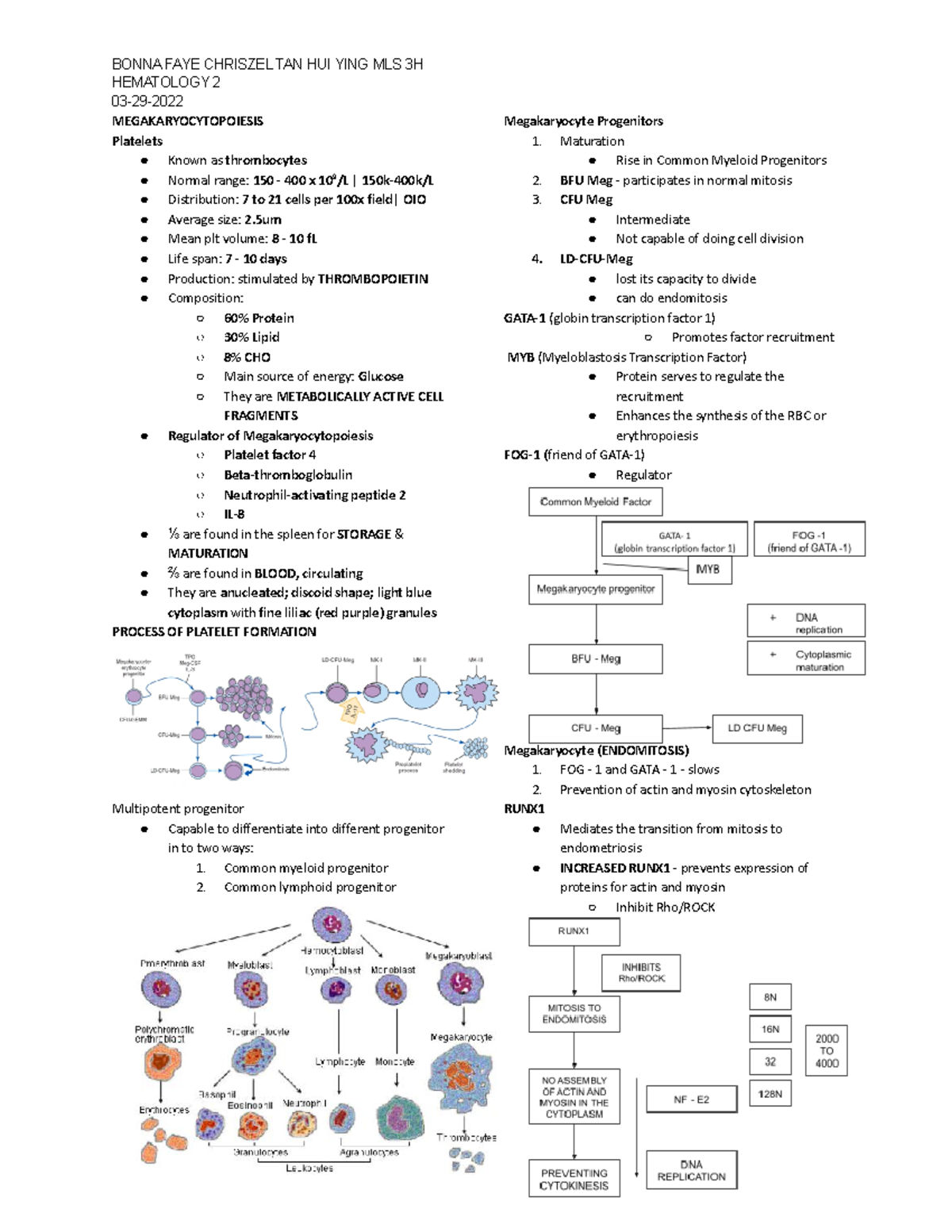 Megakaryocytopoiesis - Common myeloid progenitor 2. Common lymphoid ...