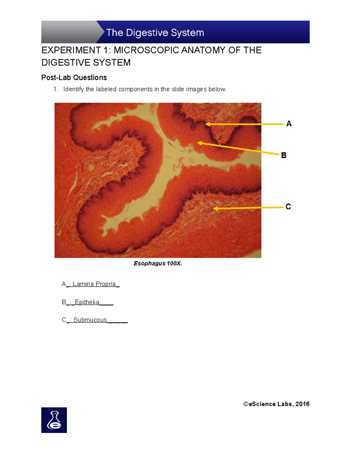Lab6-Digestive-Sp20 - Document - EXPERIMENT 1: MICROSCOPIC ANATOMY OF ...