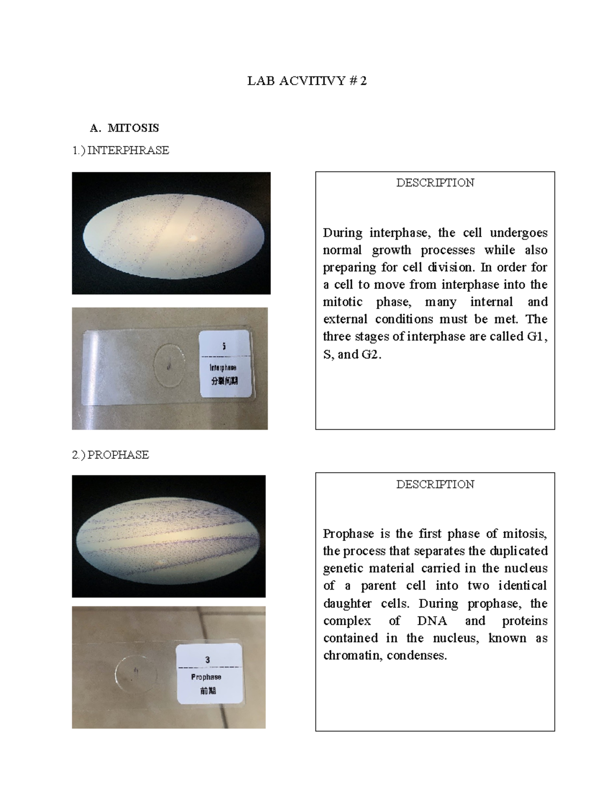 Acvitivy-2 - MICROSCOPE TESTING - LAB ACVITIVY # 2 A. MITOSIS 1 ...