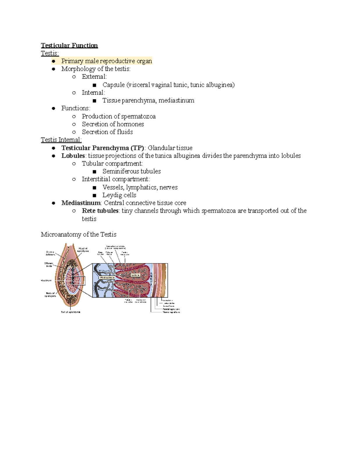 VIII Testis (Notes taken 02/16/2023) - Testicular Function Testis ...