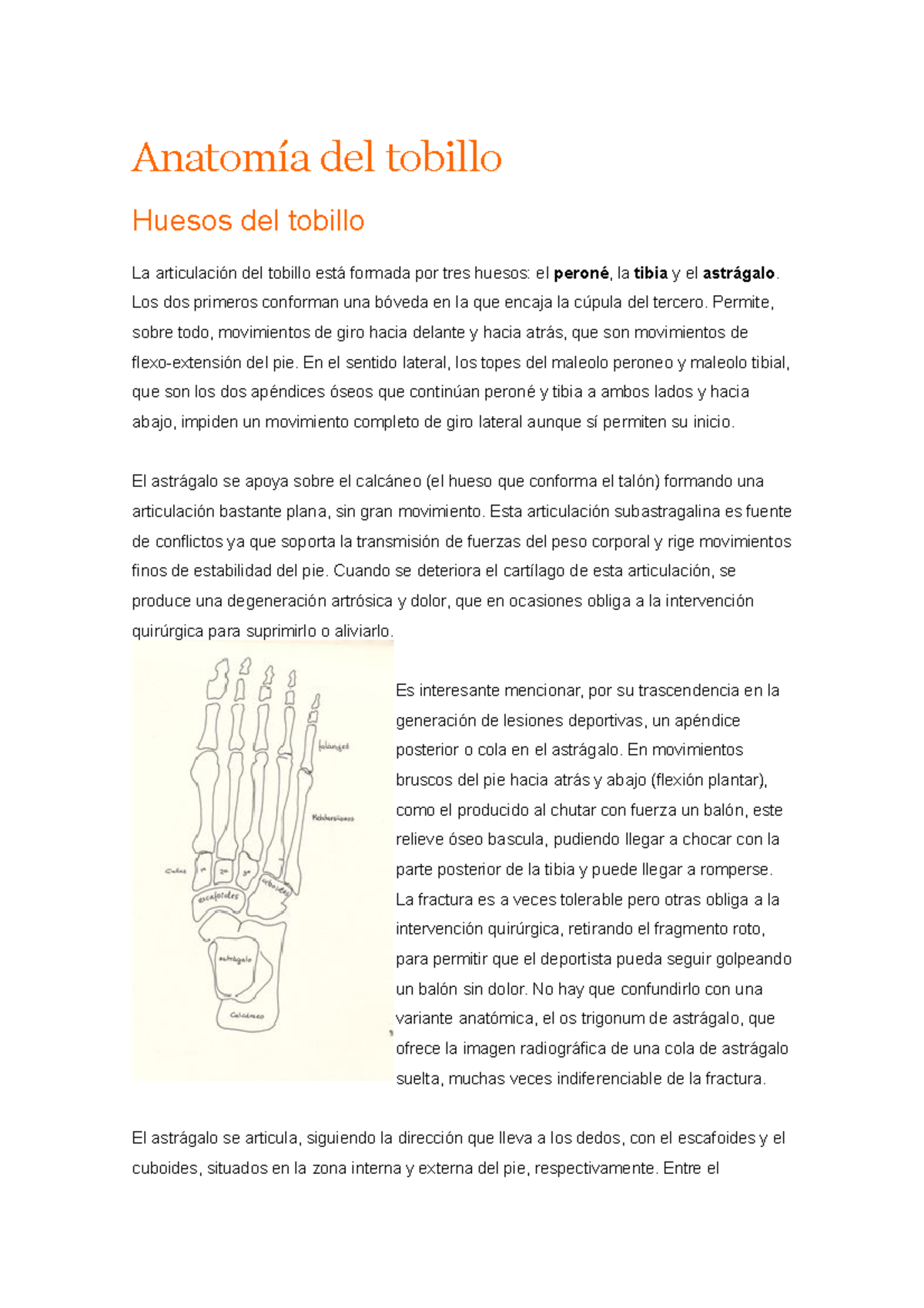 Anatomía del tobillo - anatomia - Anatomía del tobillo Huesos del ...