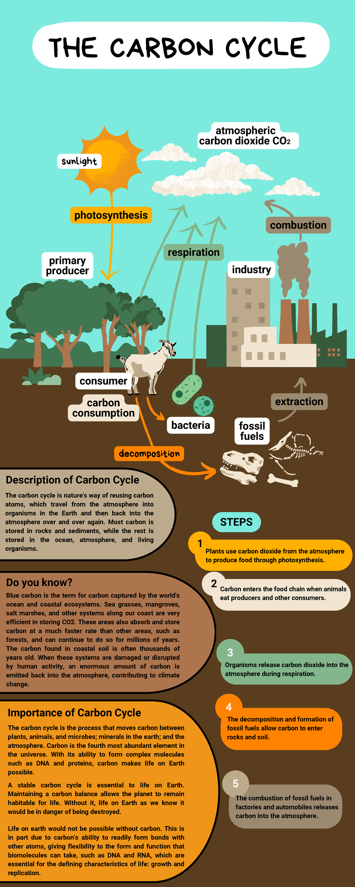 The Carbon Cycle Science Infographic in Brown Green Flat Graphic Style ...