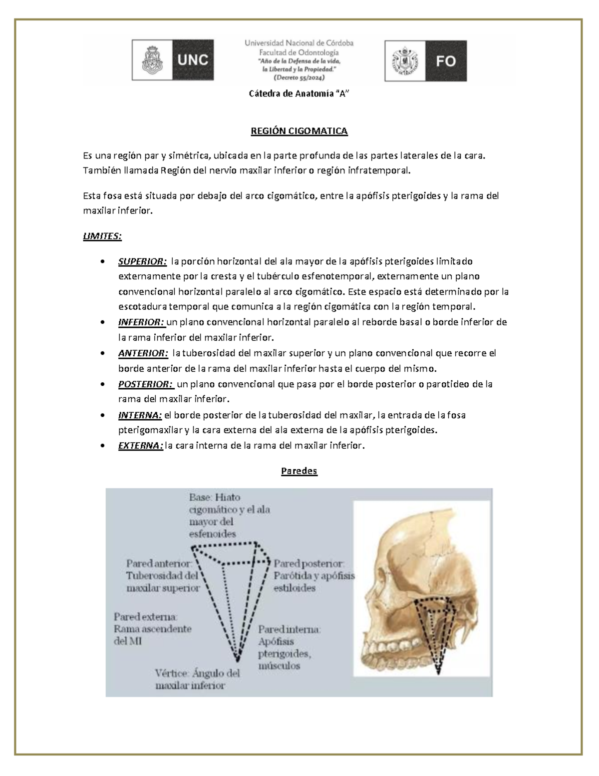 Region Cigomatica - Región cigomática - REGIÓN CIGOMATICA Es una región ...