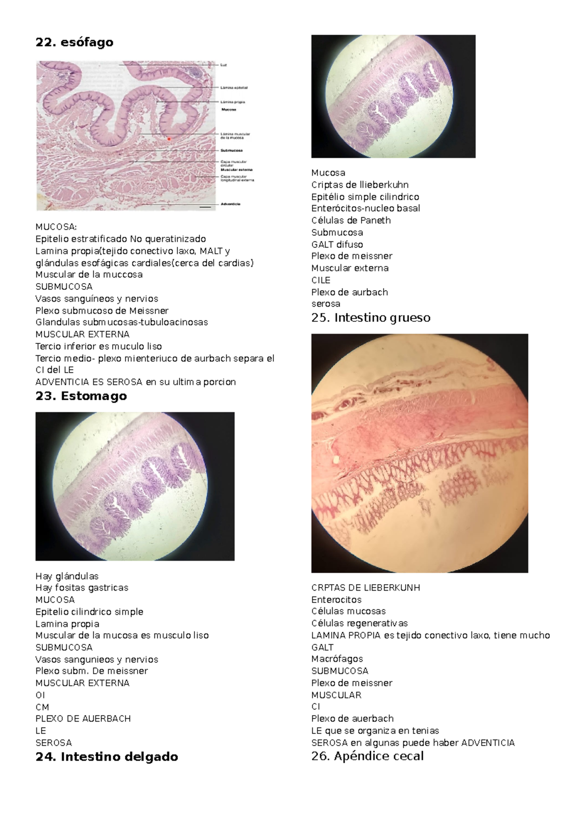 Histologi Placas - 22. esófago MUCOSA: Epitelio estratificado No ...