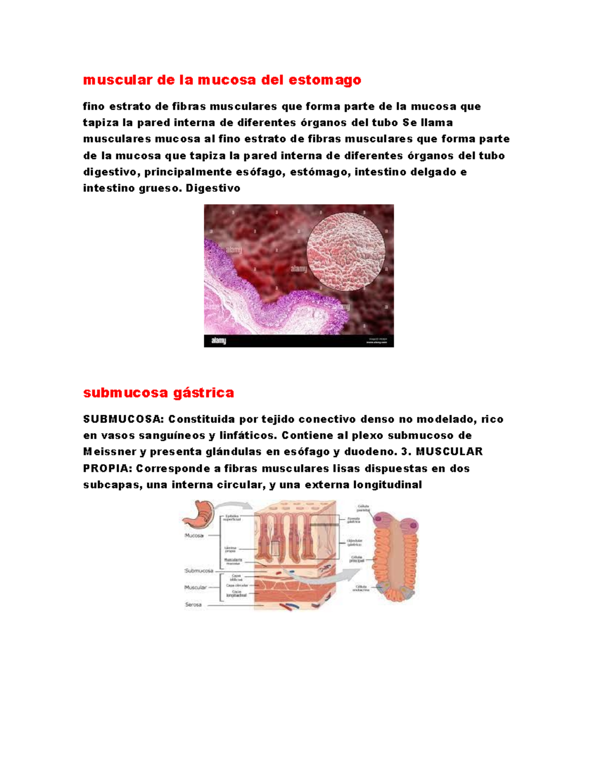 Muscular de la mucosa del estomago - Digestivo submucosa gástrica ...