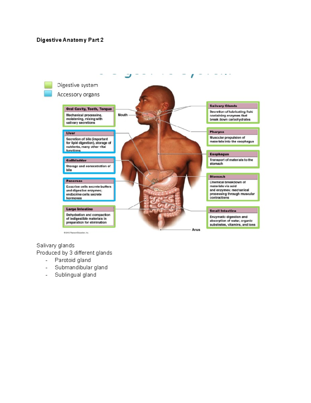 Digestive Anatomy Part 2 - Intraperitoneal (purple) - Stomach ...