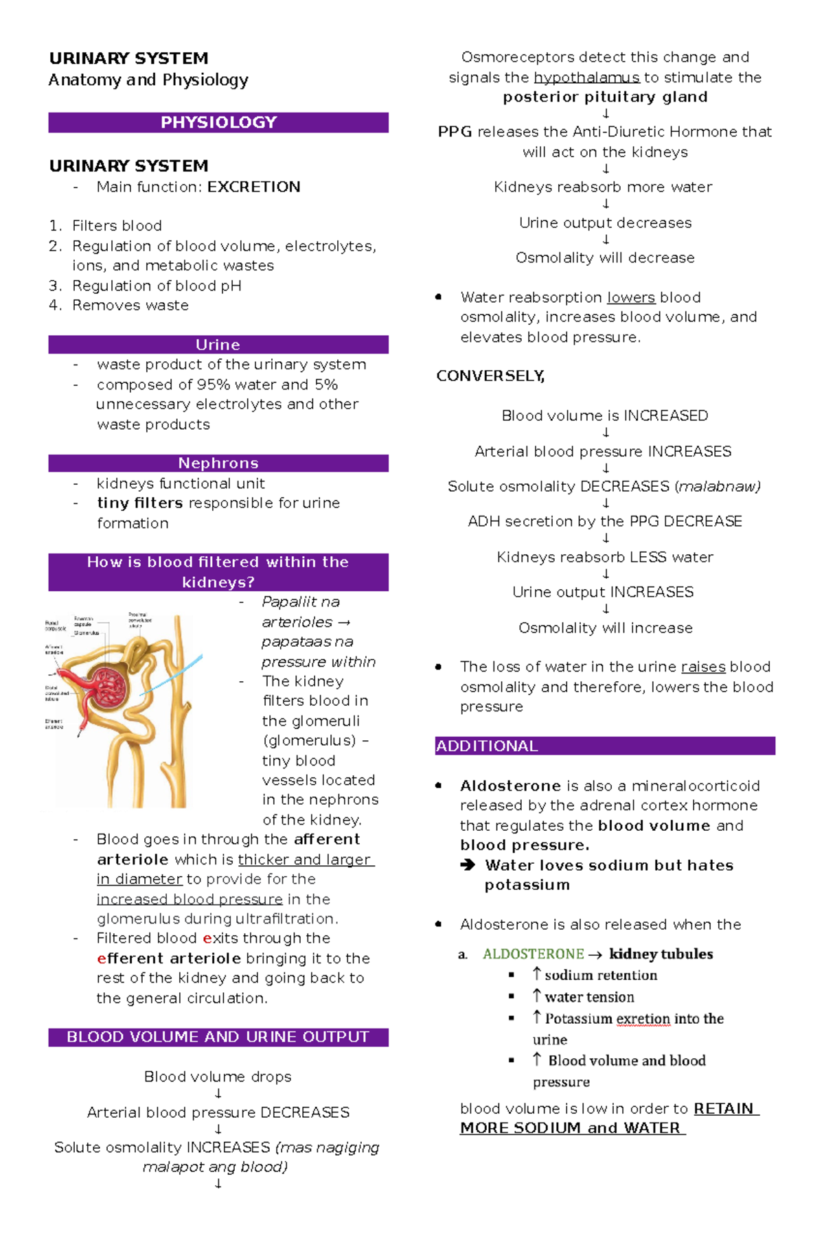 Urinary System - anaphy - URINARY SYSTEM Anatomy and Physiology ...