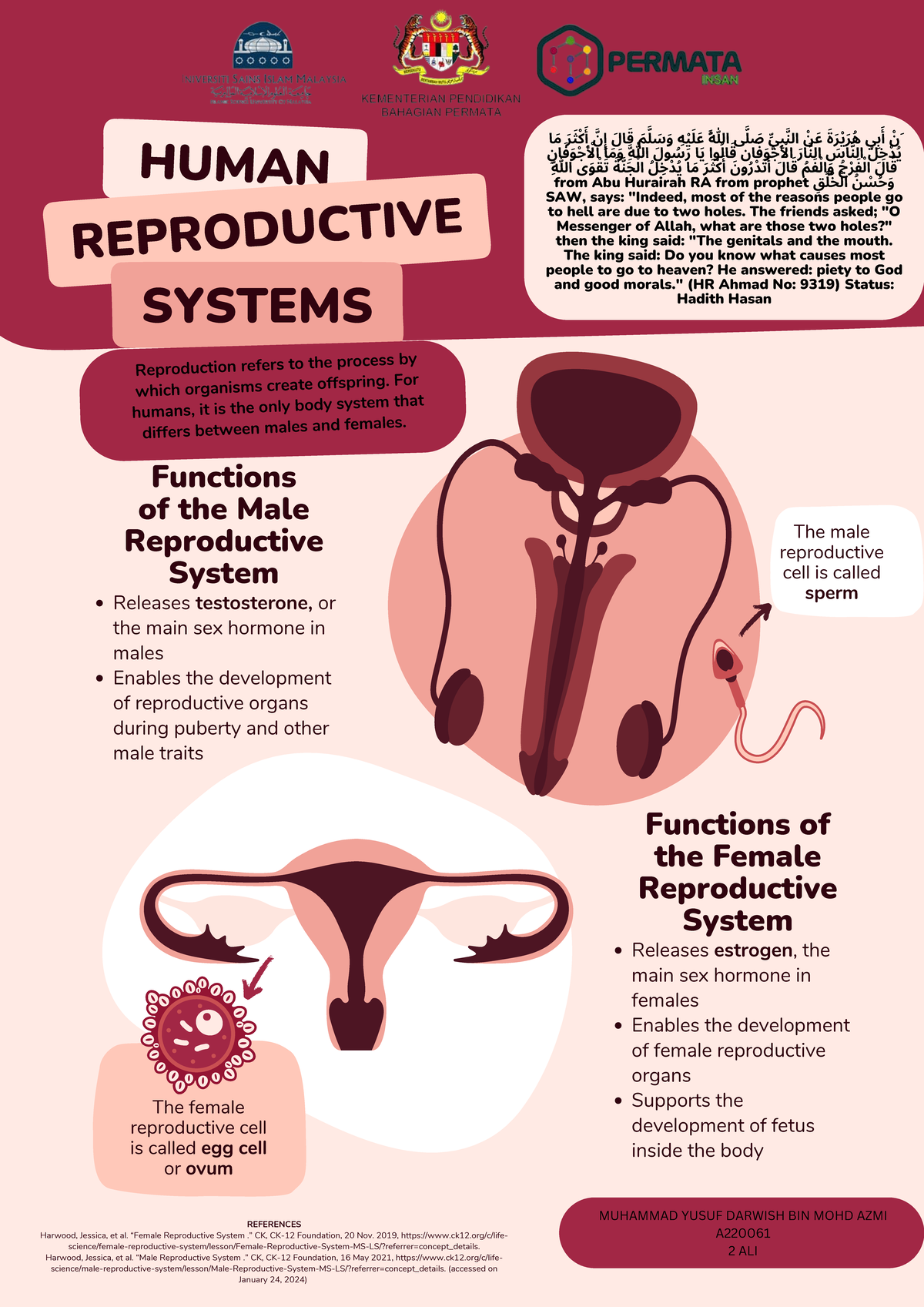 Yusuf Human Reproductive System - HUMAN REPRODUCTIVE SYSTEMS The male ...
