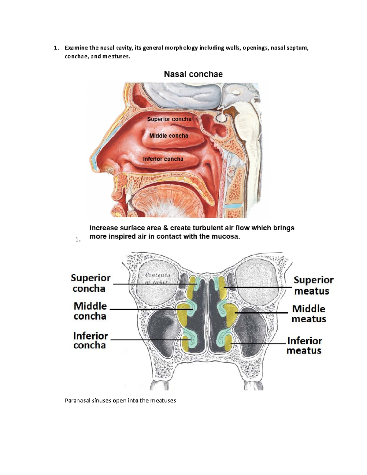 Unit3Lecture 10Nasal Cavity - Examine the nasal cavity, its general ...