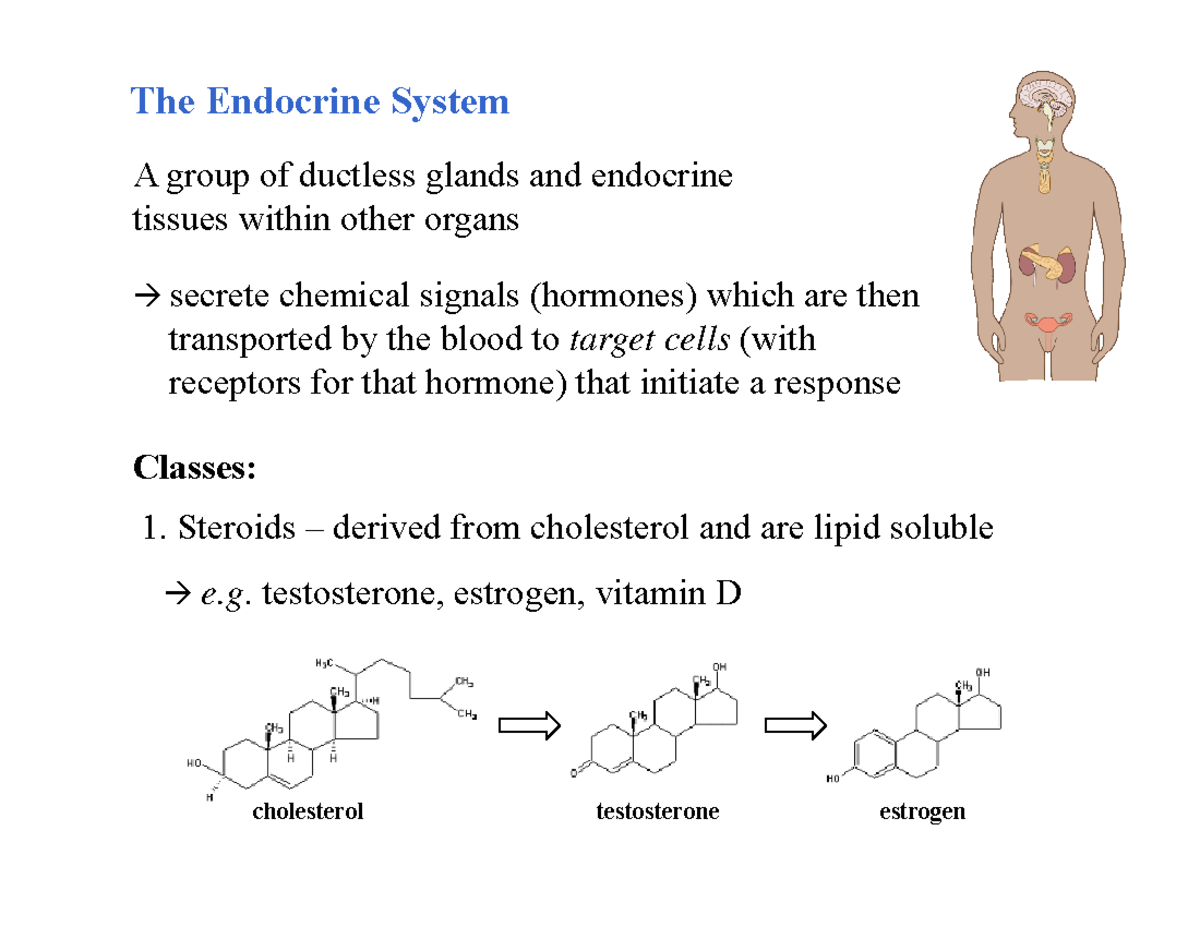 Anatomy notes week 10 [1 slide per page] - The Endocrine System A group ...