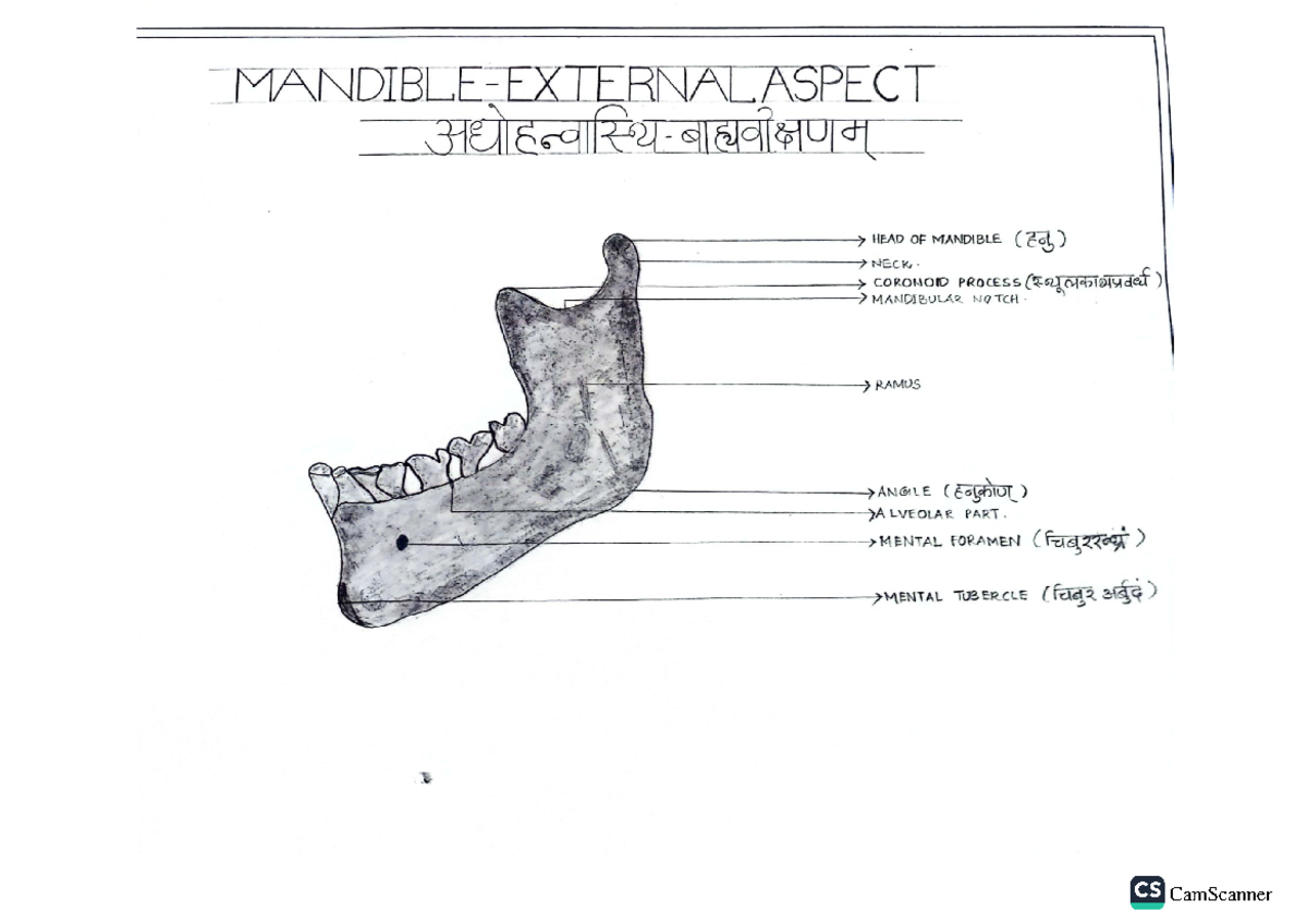 Skull AND Vertebral Column Diagram - HEAD OF MANDIBLE NECK. CORONOID ...