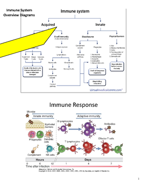 CH 20 Vessels Circulation Lecture Notes - Chapter 20: Vessels ...