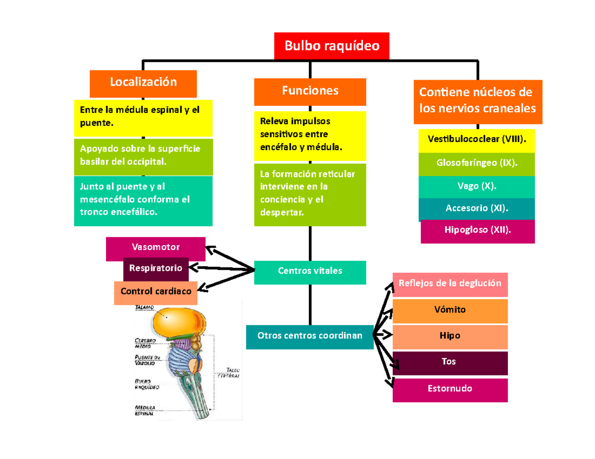 Bulbo - Resumen Anatomía Humana - Bulbo Entre la espinal y el puente ...