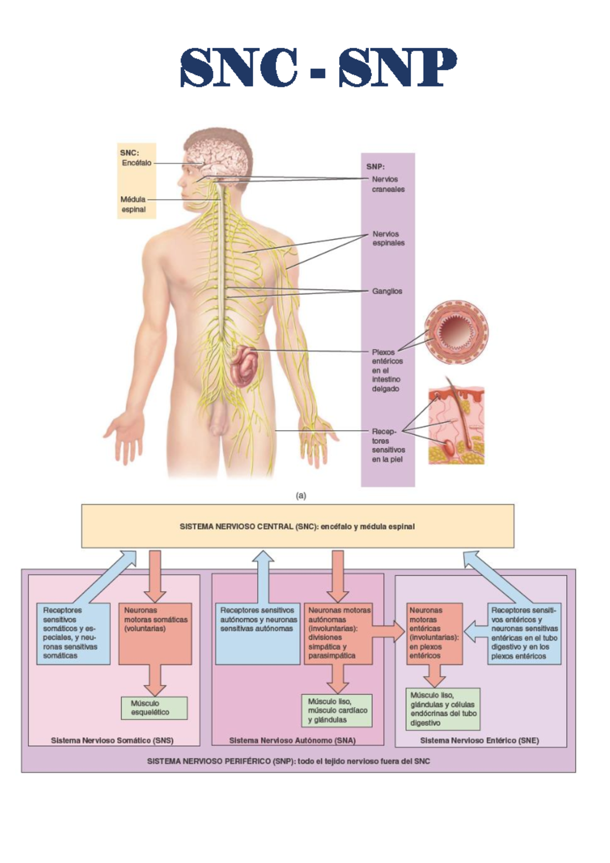 SNC, SNP, Plexos, Dermatomas, Nervios Craneales, Musculos - Anatomia - SNC - SNP MEDULA ESPINAL ...