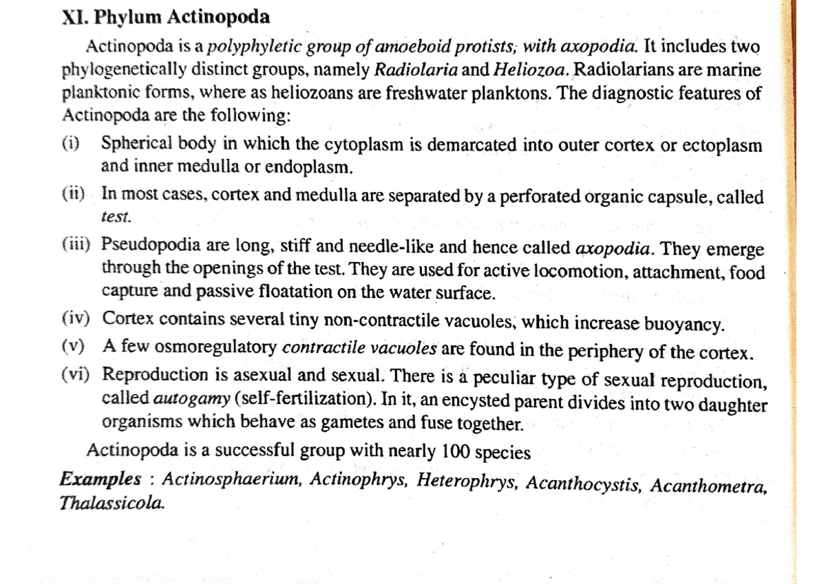 Phylum Actinopoda - Useful - Zoology - Studocu