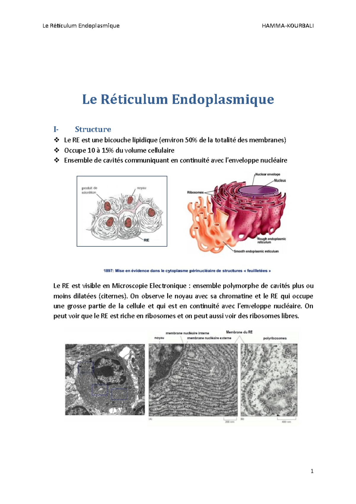 Le Réticulum Endoplasmique - Le Réticulum Endoplasmique I- Structure Le ...