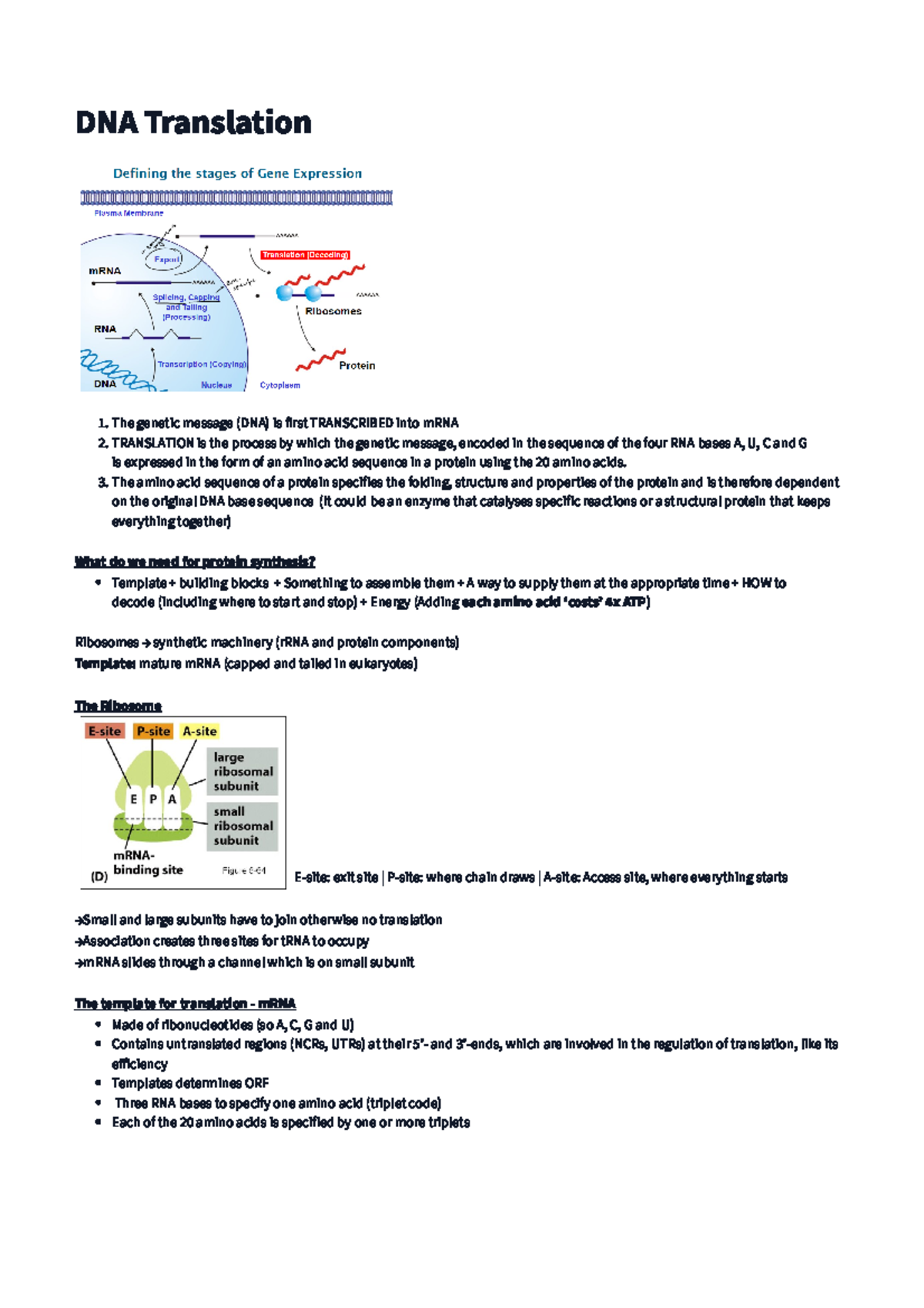 DNA Translation - DNA Translation The genetic message (DNA) is first ...