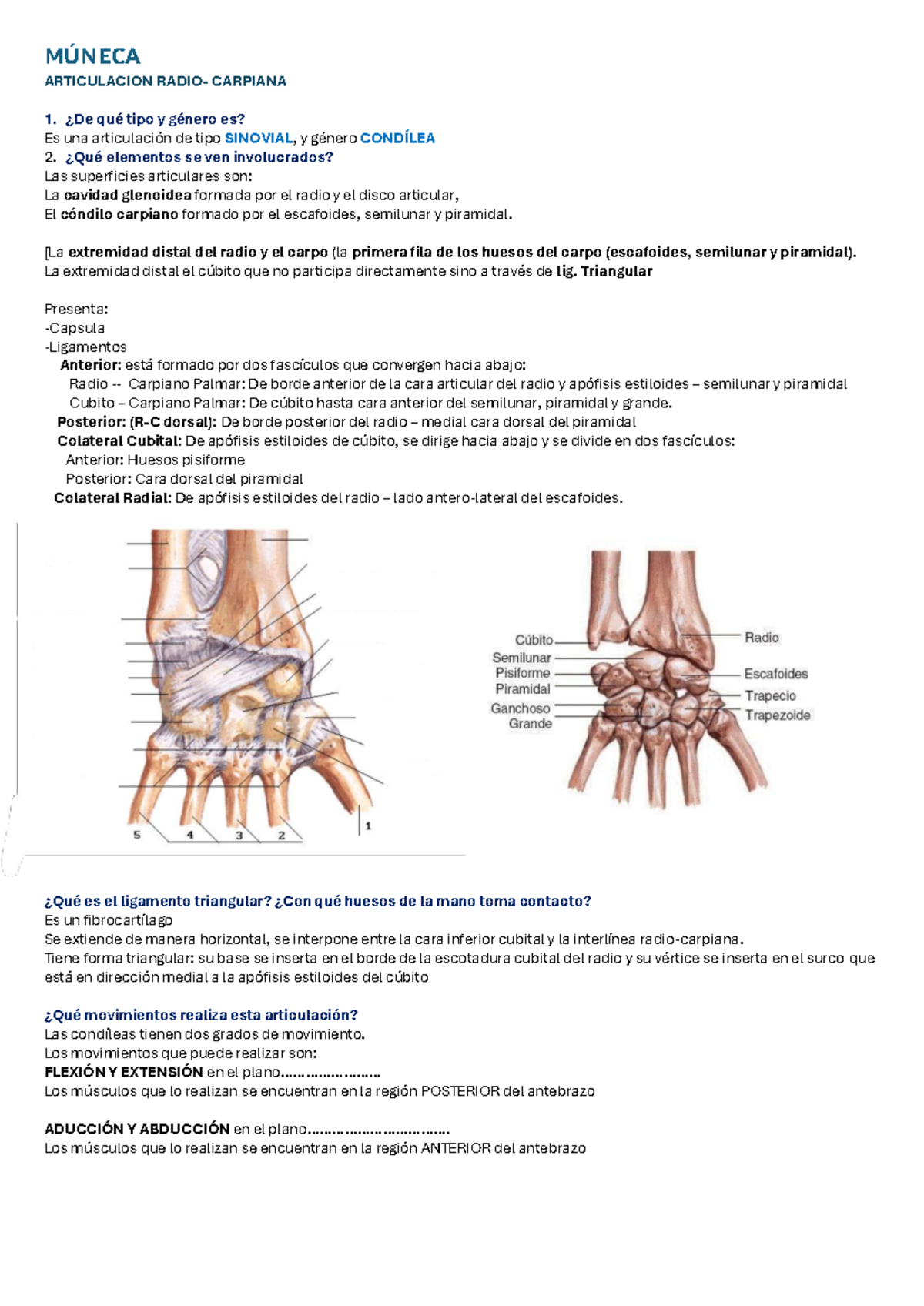 Anato arti 1 - Muñeca y Mano - MÚNECA ARTICULACION RADIO- CARPIANA ¿De ...