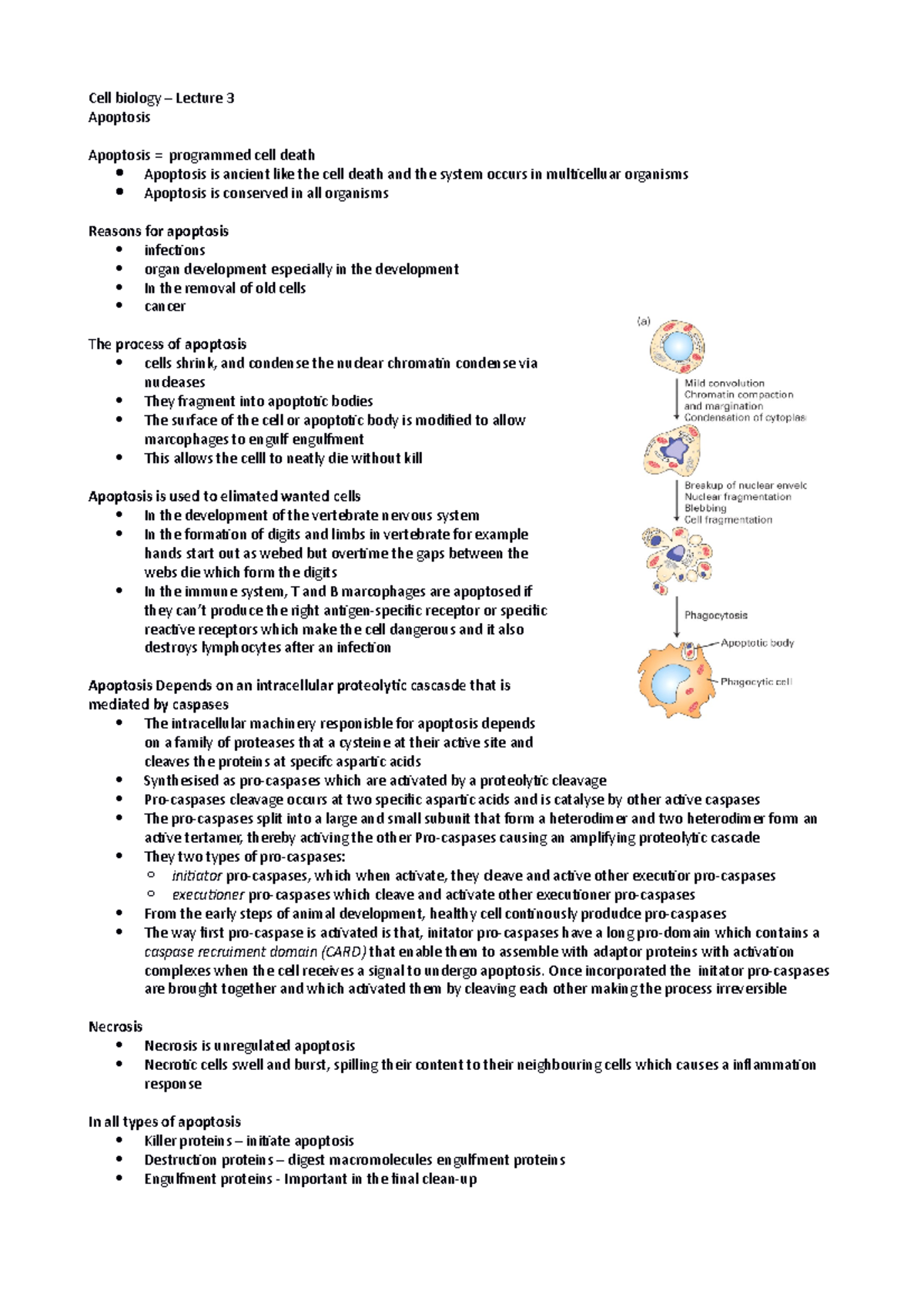 Cell biology – Lecture 3 - Cell biology – Lecture 3 Apoptosis Apoptosis ...