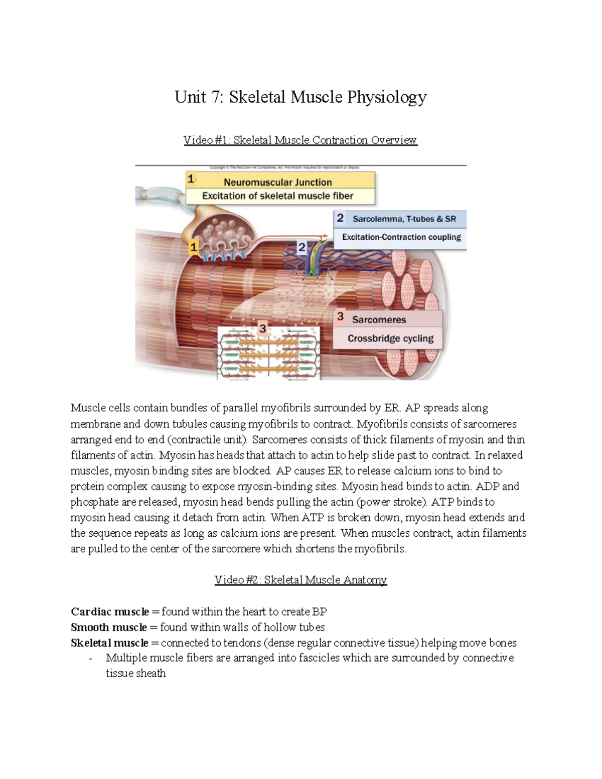 Unit 7 Skeletal Muscle Physiology - Unit 7: Skeletal Muscle Physiology ...