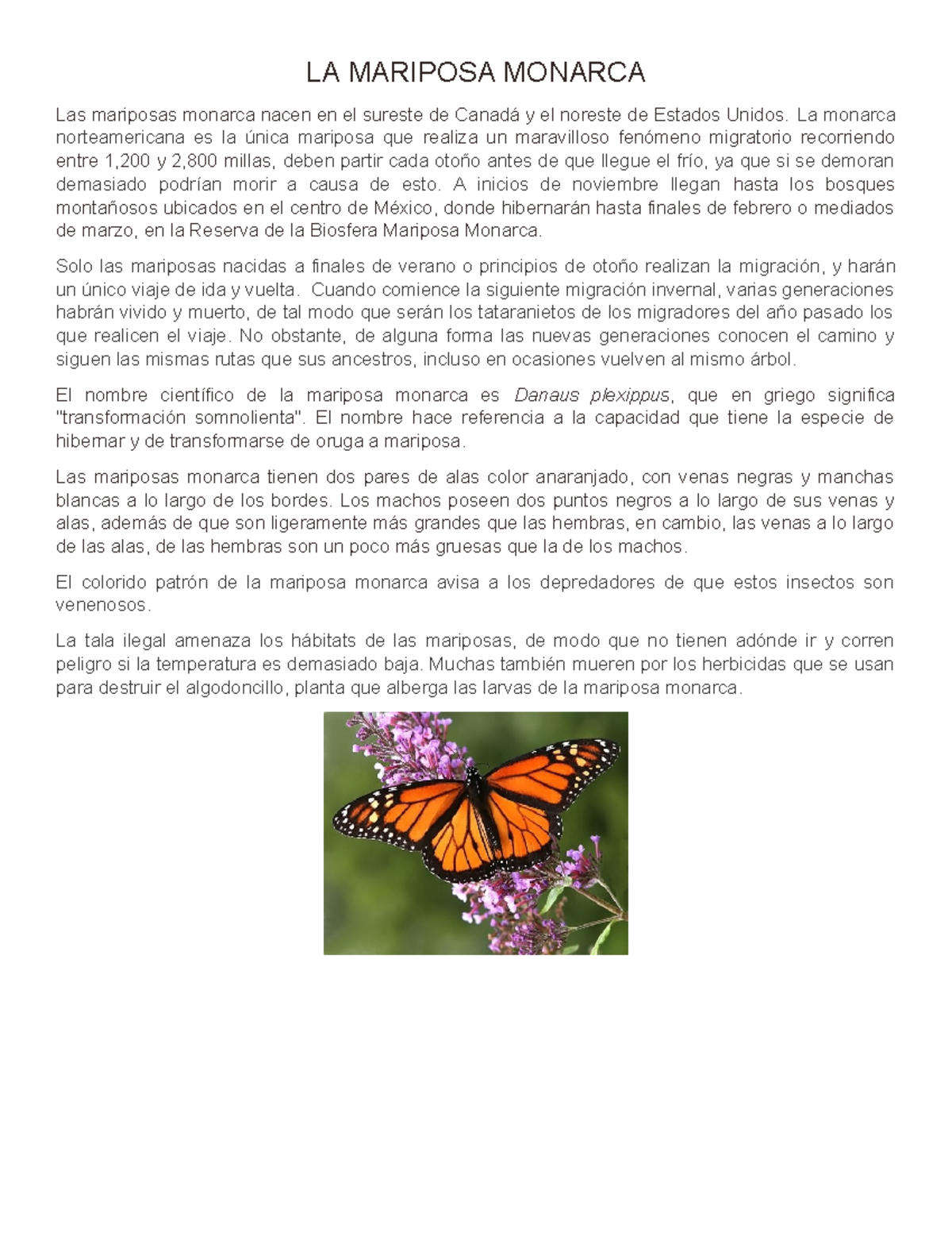 Resumen de la Mariposa Monarca - LA MARIPOSA MONARCA Las mariposas ...