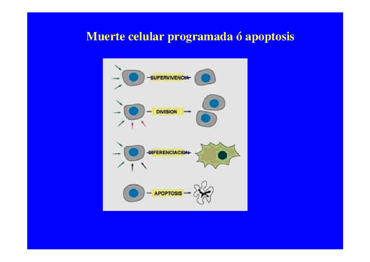 Clase apoptosis BC-2005-Ing-uchile-jfsantibanez - Muerte celular programada ó apoptosis ...