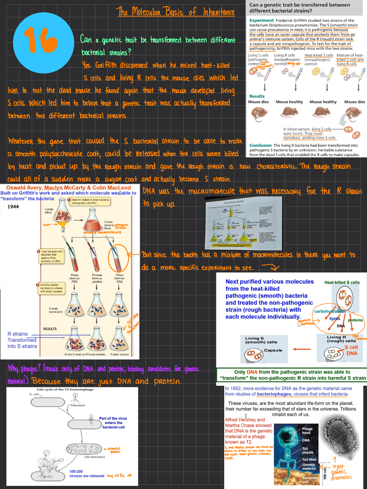 Chapter 16 - The Molecular Basis of Inheritance - BIOL 100 - Studocu