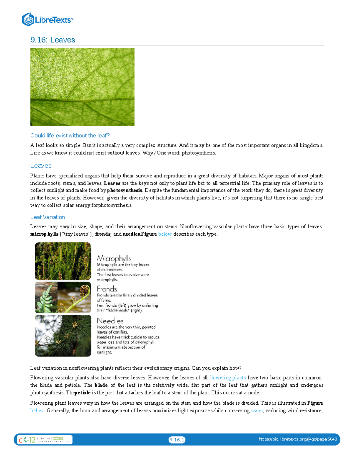 biology 101 6393 - 9: Leaves Could life exist without the leaf? A leaf looks so simple. But it ...