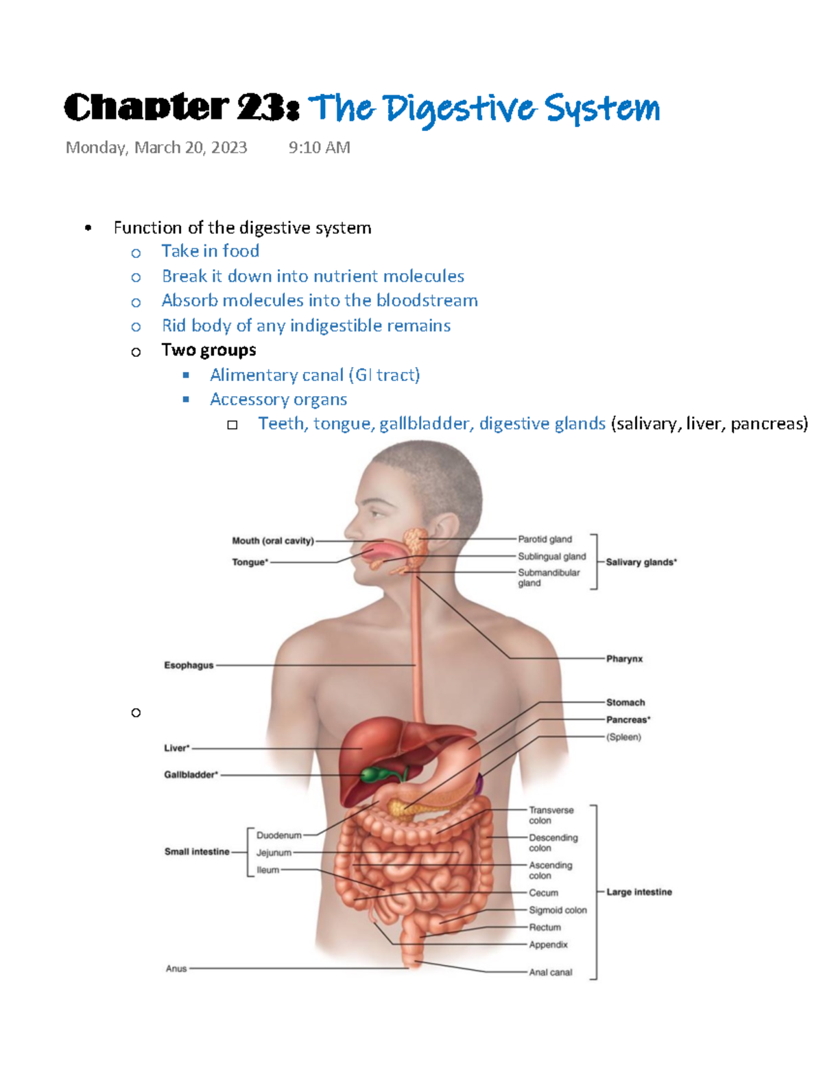 Chapter 23 The Digestive System - Function of the digestive system Take ...