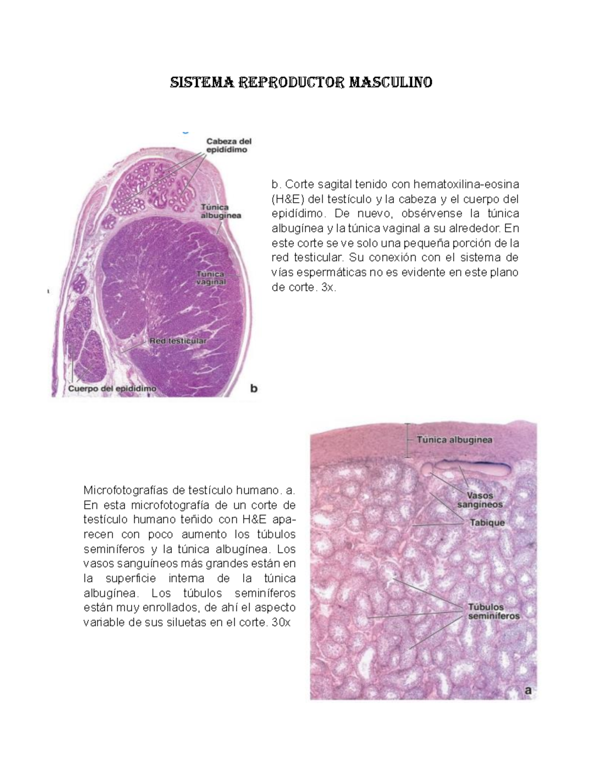 Cortes del Sistema Reproductor Masculino - SISTEMA REPRODUCTOR ...