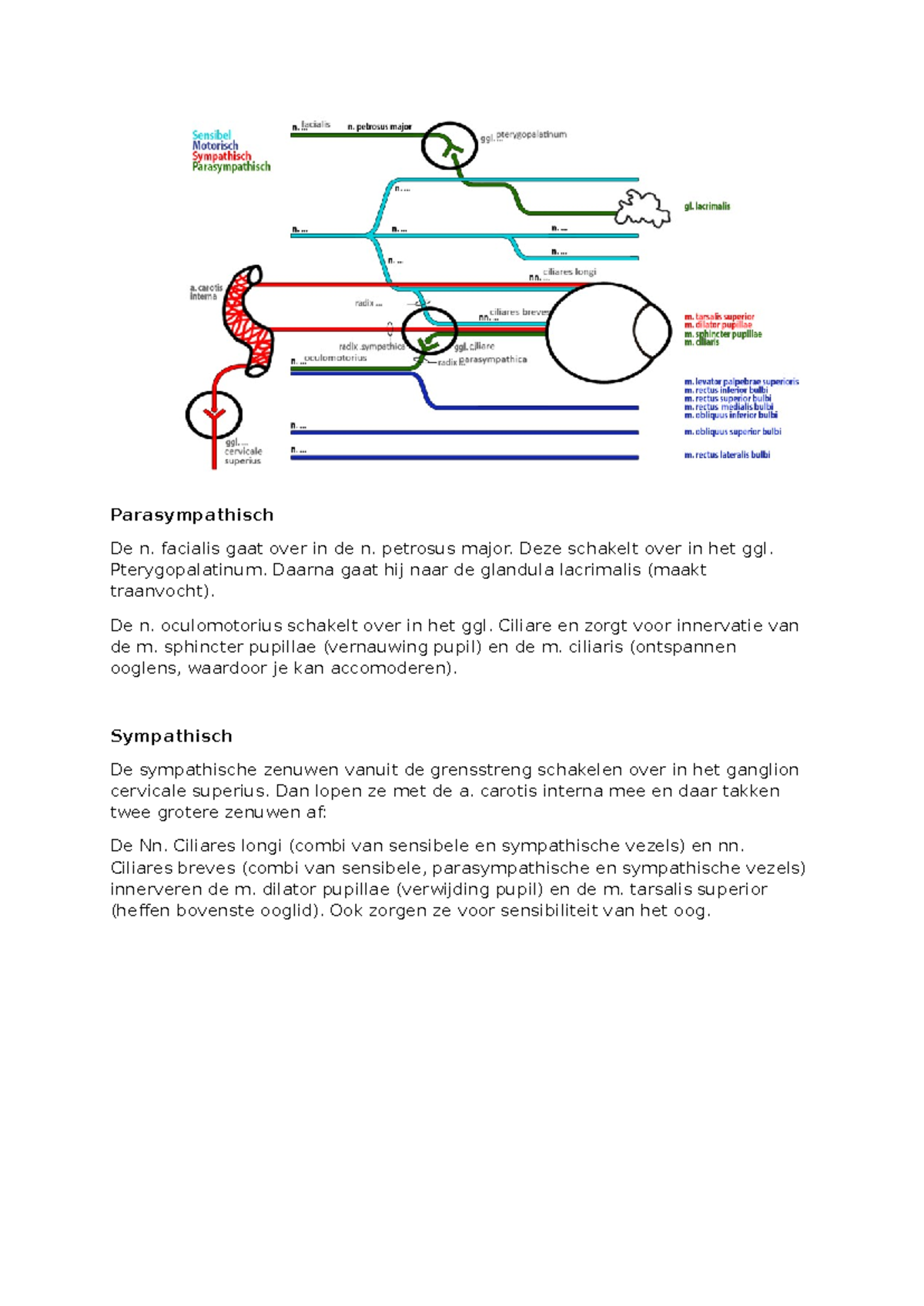 Presentatie WG anatomie oog - Parasympathisch De n. facialis gaat over ...