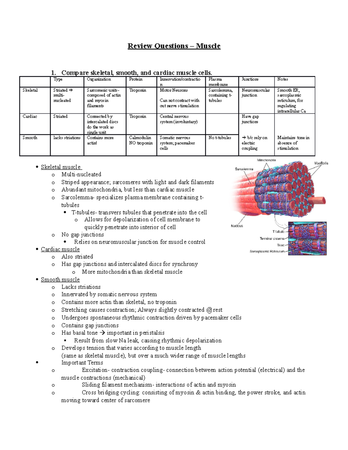 Exam 1, week 3, muscle - Review Questions – Muscle 1. Compare skeletal ...