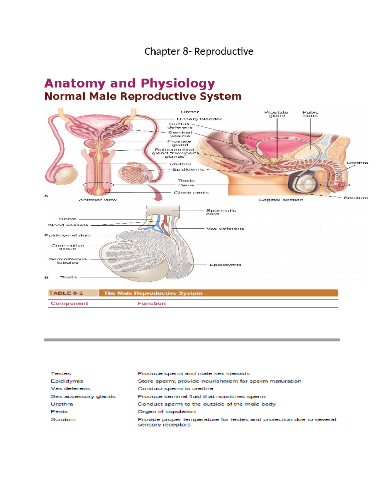 Reproductive - These organs include the penis, scrotum, testes, duct ...