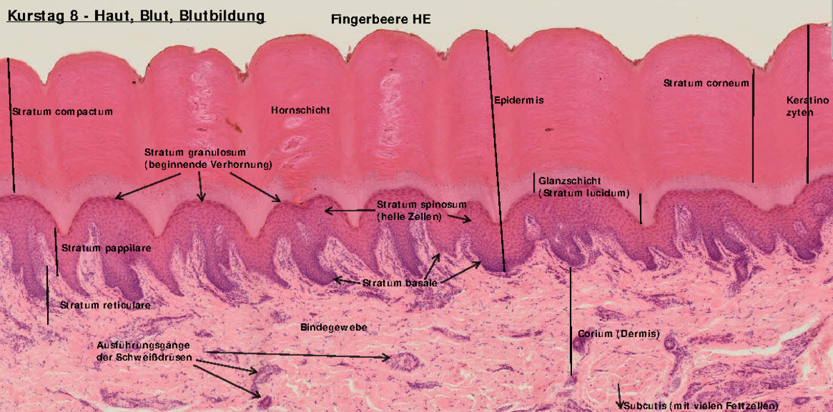 Histo - Blutbildung, Knochenmark - Kurstag 8 - Haut, Blut, Blutbildung ...
