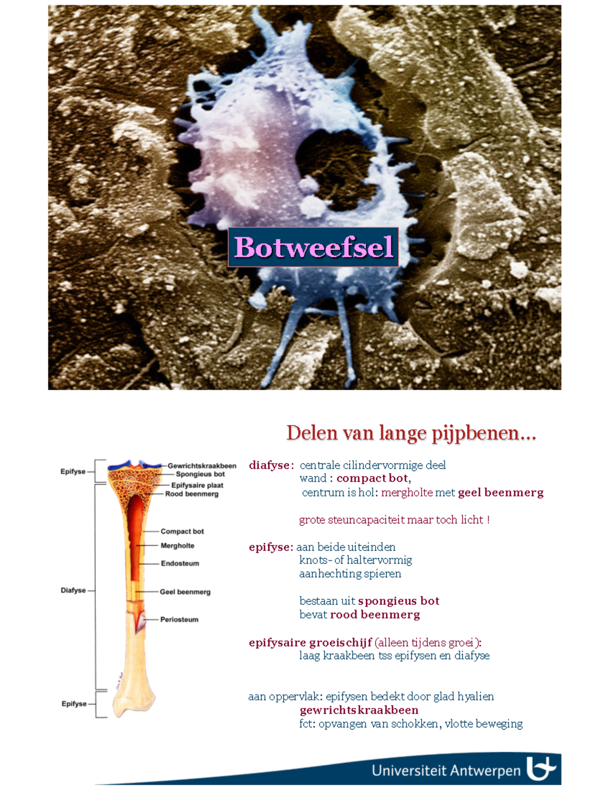 Bot IB - weefsels - Botweefsel Delen van lange pijpbenen... diafyse ...