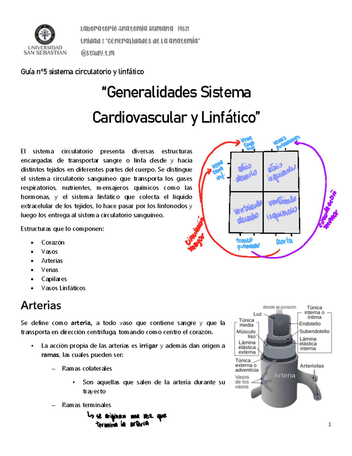 Sistema circulatorio 2 - 1 Unidad 1 “Generalidades de la anatomía ...