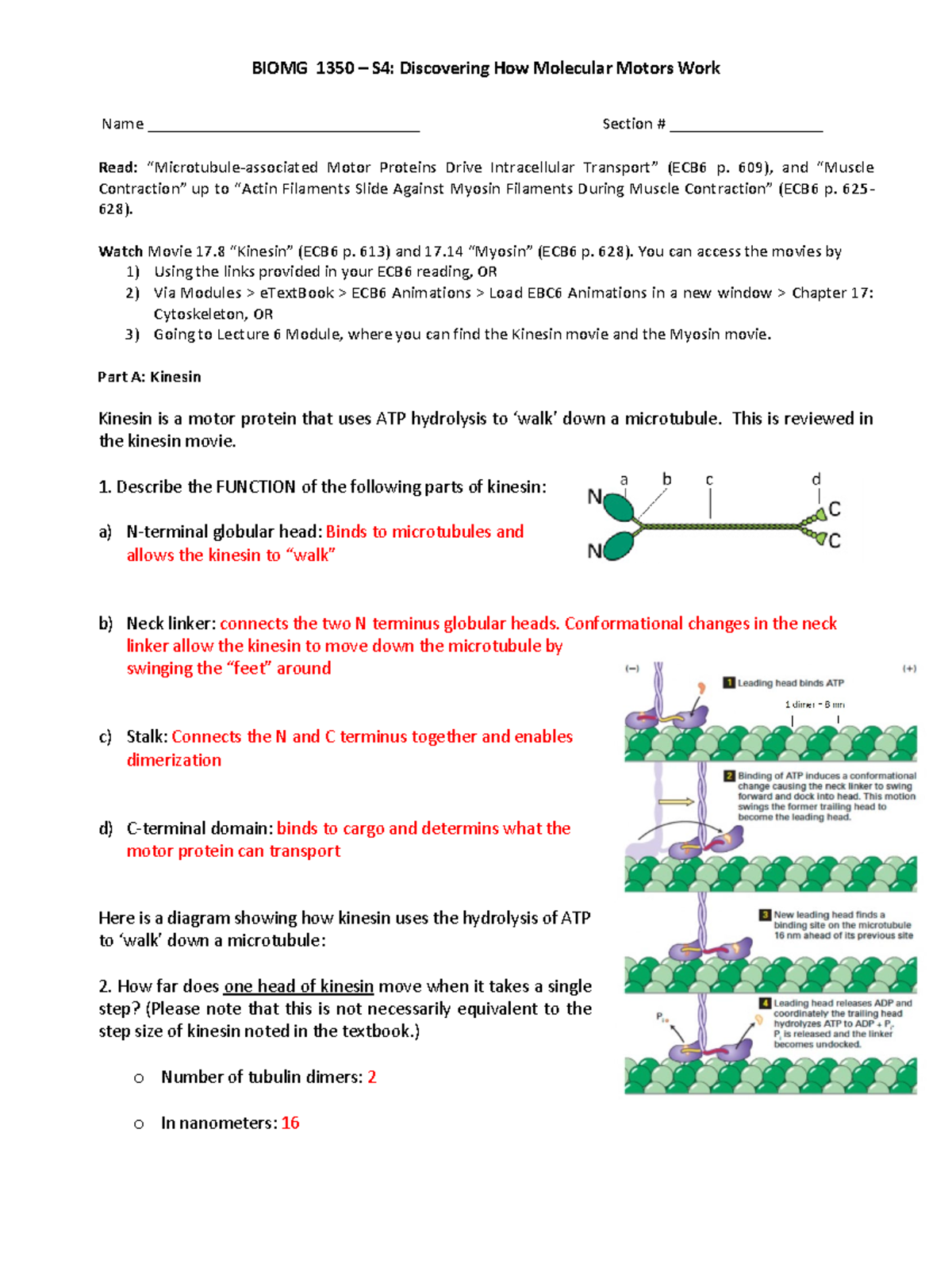 S4 Molecular Motors HW S24-KL pdf - BIOMG 1350 – S4: Discovering How ...