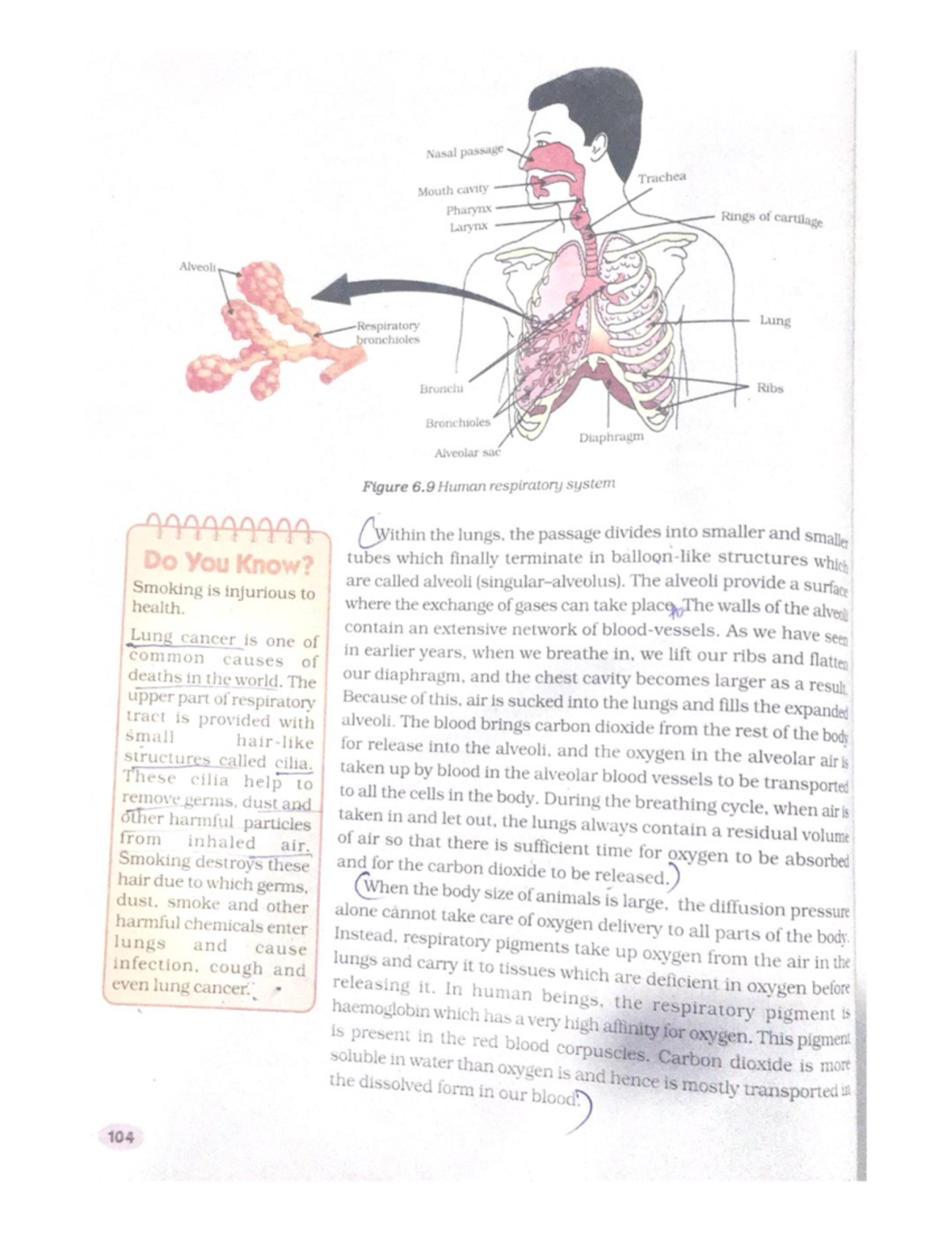 Biology life process 2 - Useful for All Students and Xth - Human ...