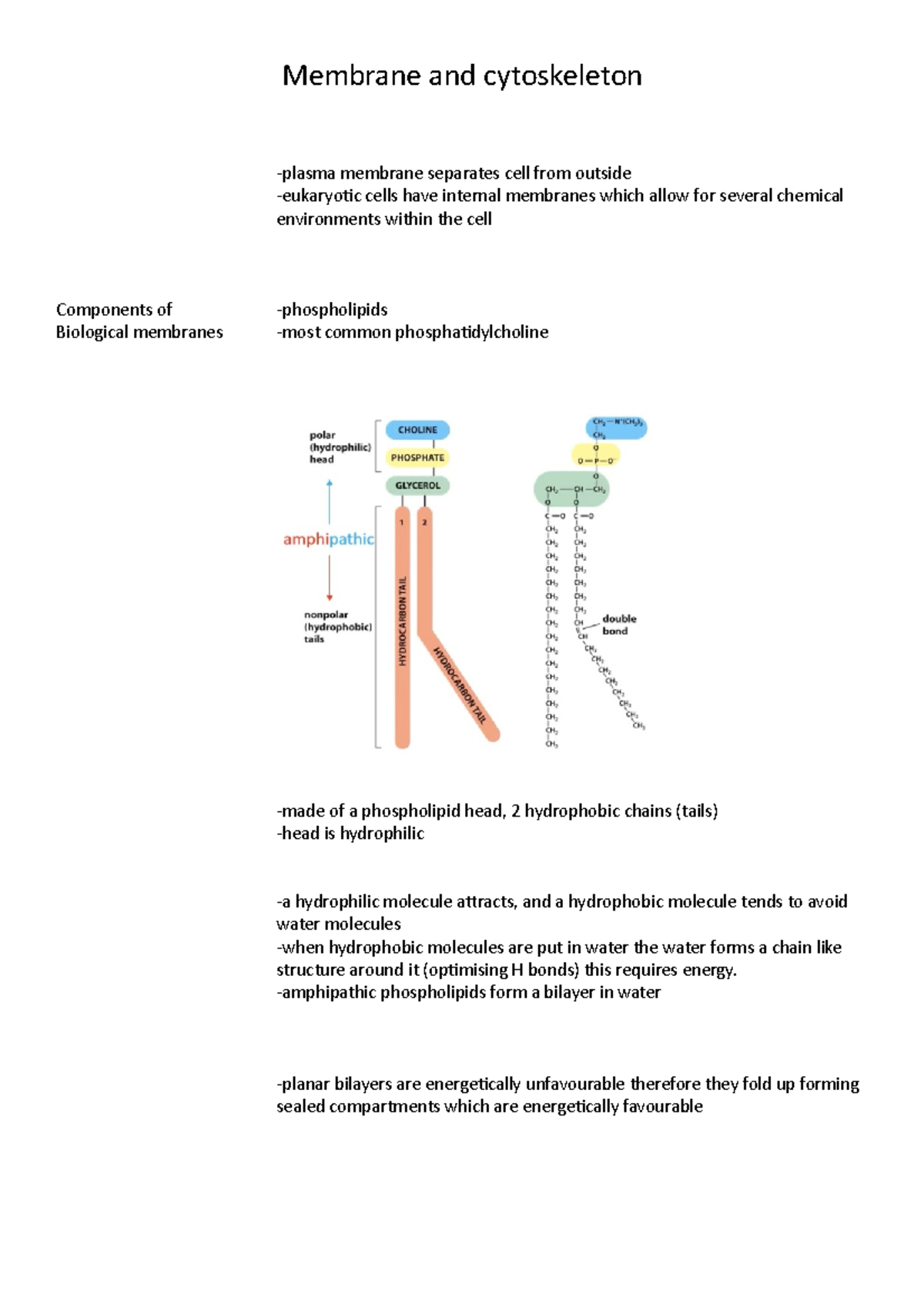 Membrane and cytoskeleton - Membrane and cytoskeleton Components of ...